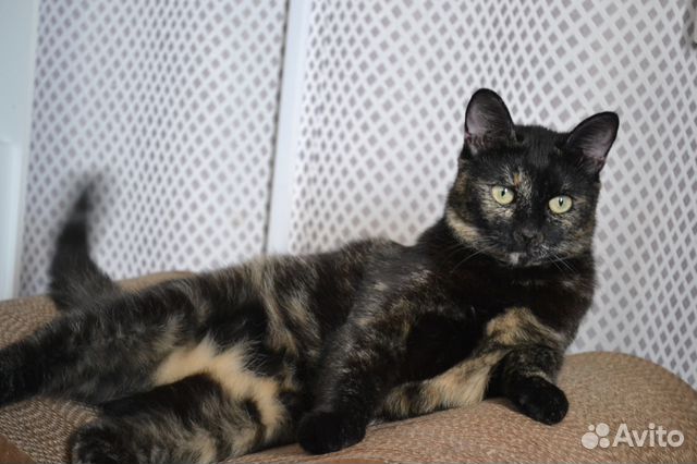 Кошка Грейси