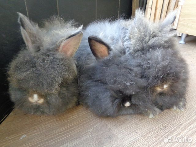 Пуховые кролики