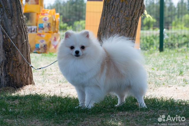 Мальчик для вязок