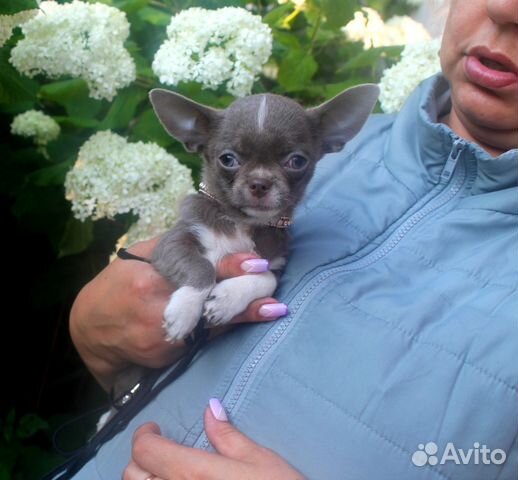 Чихуахуа супер лиловый парень на все времена