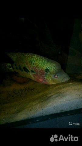 Цихлида хорн