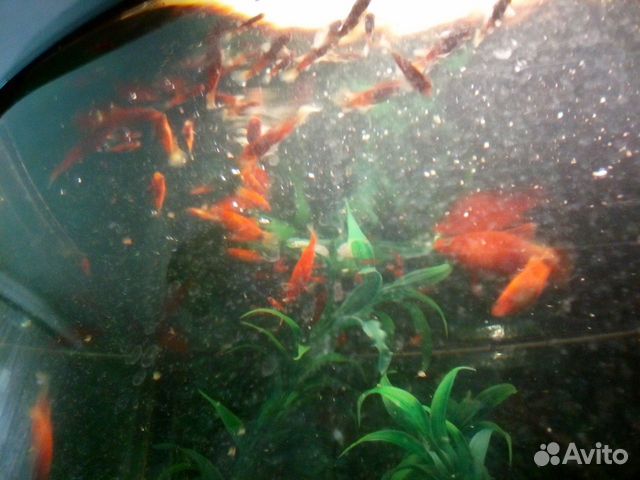 Подростки пецилии