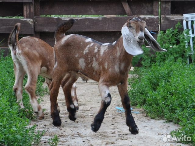 Нубийские козлики и козочки
