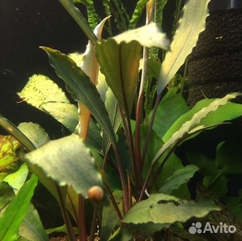 Продам или поменяю буцефаландры, криптокорины