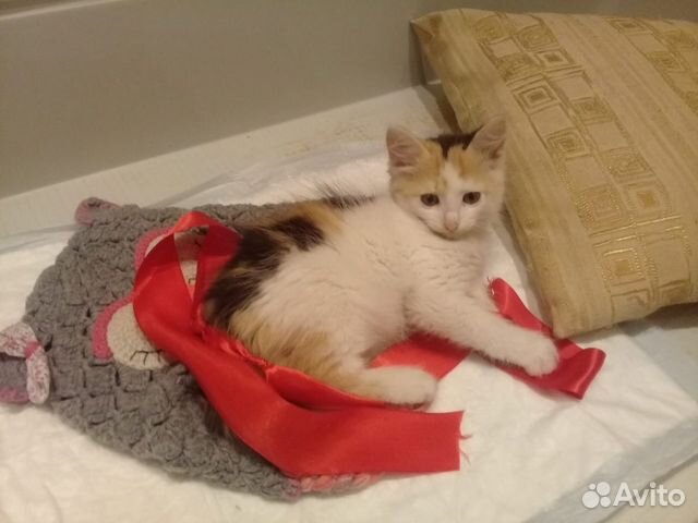 Котёнок в семью
