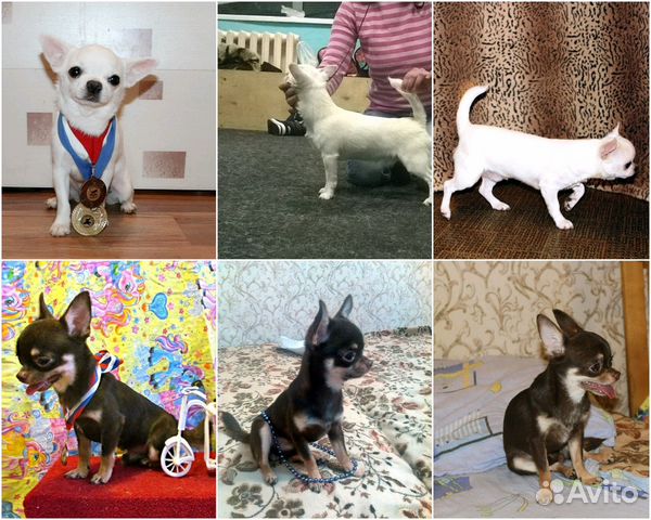 Мальчики микро и стандарт вязка