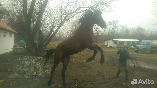 Жеребец
