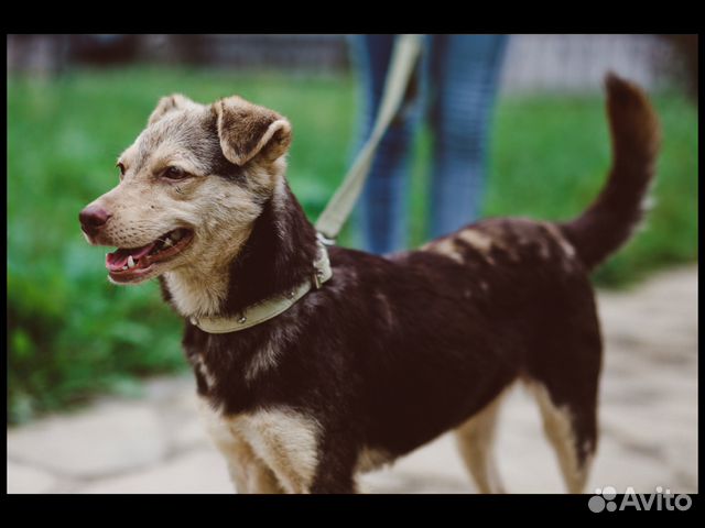 Собачка Жужа в добрые руки