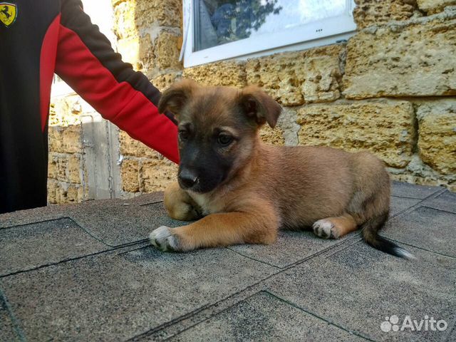 Щенок 2 мес. Девочка