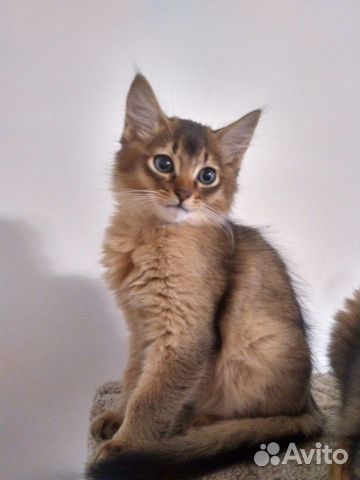 Котята породы Сомали