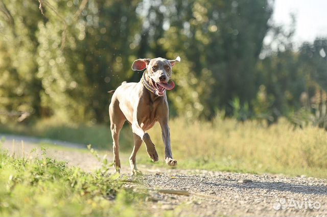 Щенок Веймаранер