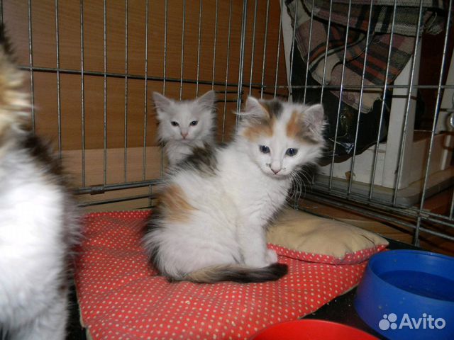 Котята ищут дом