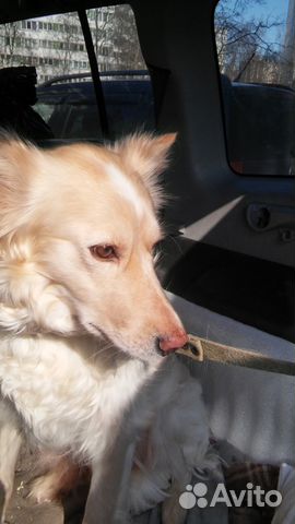 Манни ищет семью