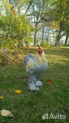 Брама Изабелловая петух и другая птица