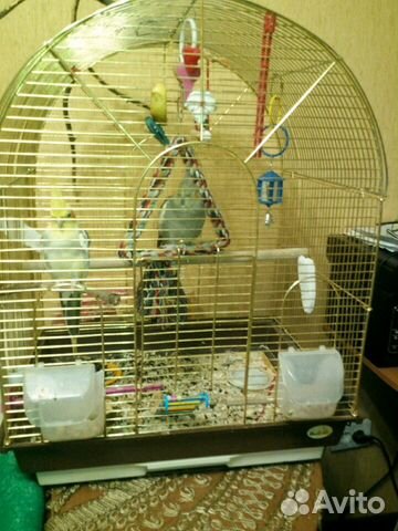 Кореллы пара с клеткой