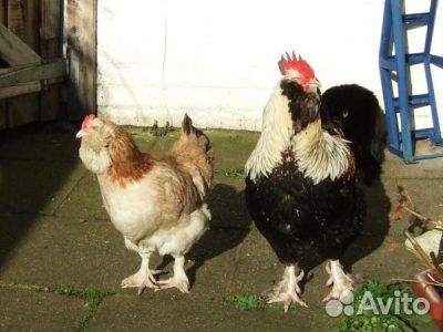 Астролорпы,Фавероли,Шелковые куры,Араукана