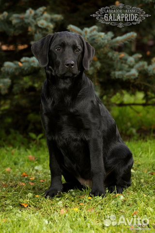 Шикарные лабродетки