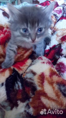 Отдам в хорошие руки