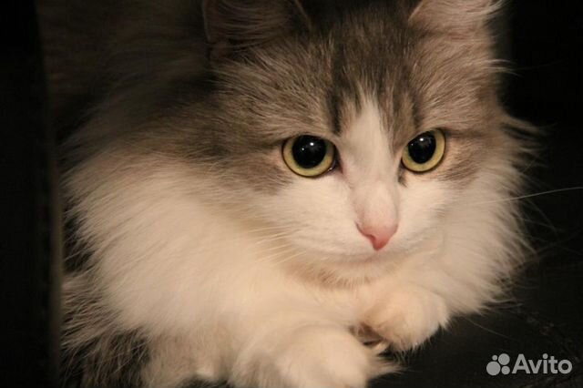 Отдадим взрослую кошку, с приданым