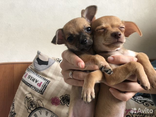 Два щенка, помесь чихуахуа и Той-терьера