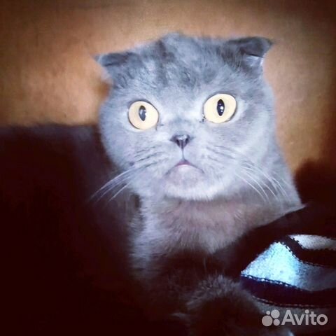 Шотландская