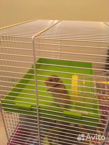Продаются Сирийские хомячки очень милые (мама- сам