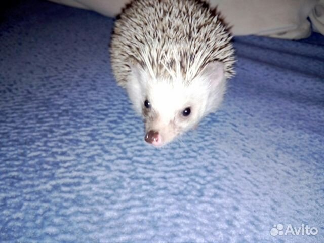 Красивый африканский ёж