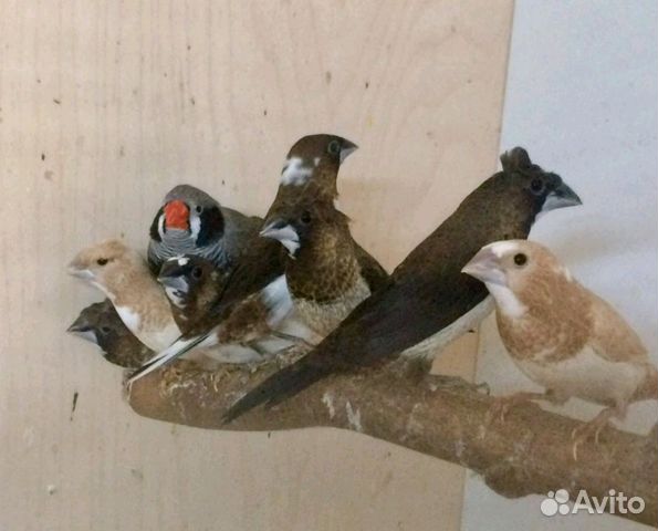 Амадины: зебровые,японские,рисовые