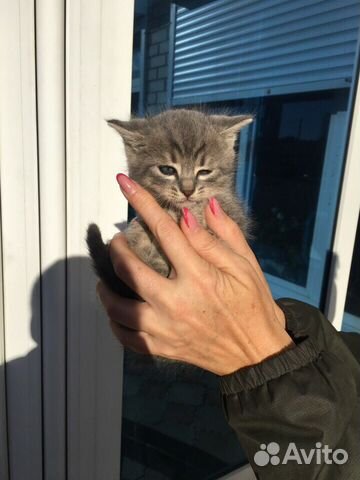 Котенок