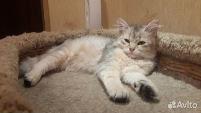 Сибирский котик