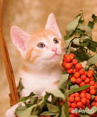 Рыжий котенок-мальчик, 2,5 месяца