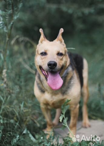 Солнечные песики в добрые руки