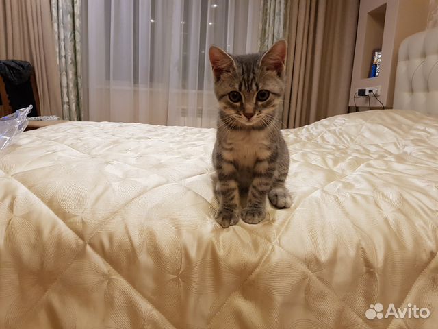 Продам котенка бобтейла