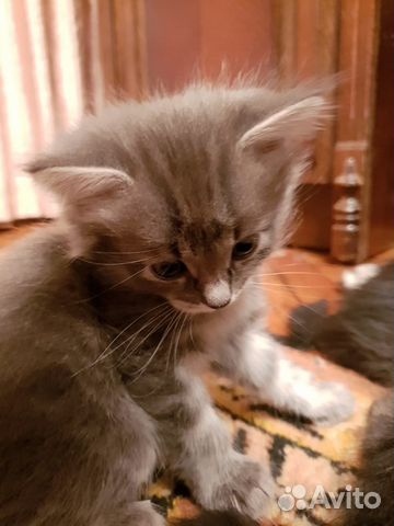 Продам котят