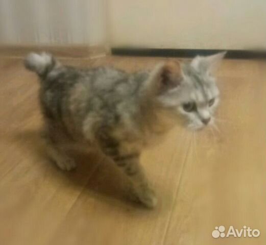 Бесплатно, кошки в добрые руки