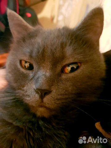 Отдам в хорошие руки кошку
