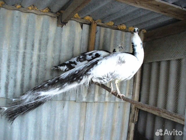 Павлины арлекины