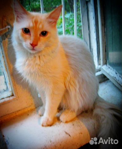 Белоснежный котик в добрые руки