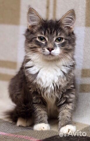 Кузенька (3 мес.) само очарование и спокойствие)