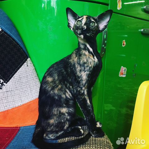 Яркая Ори-девочка