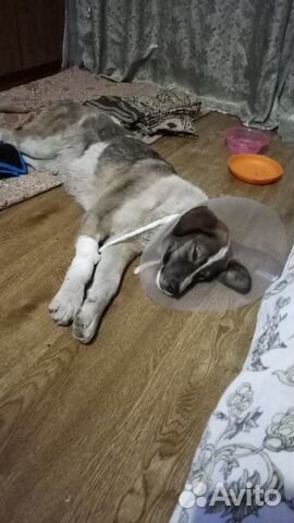 Альфа в поисках дома