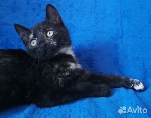 Ищем дом брошенному котенку