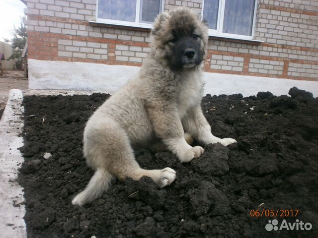 Кавказята от чемпионов