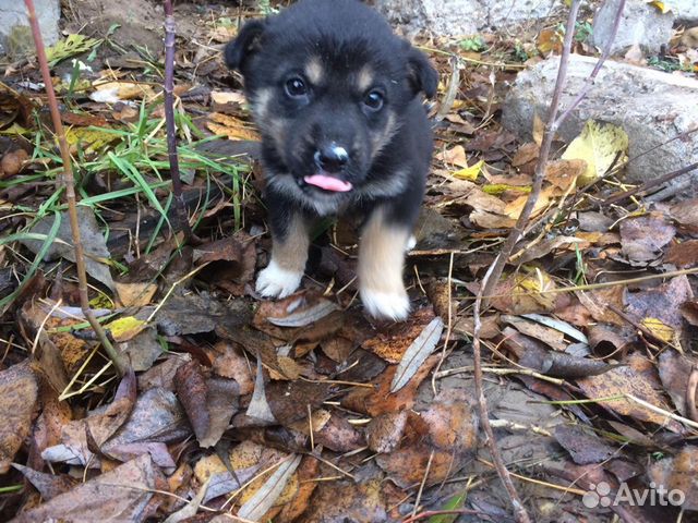 Щеночек в добрые руки