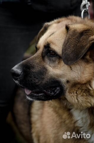 Ищет дом метис сенбернара