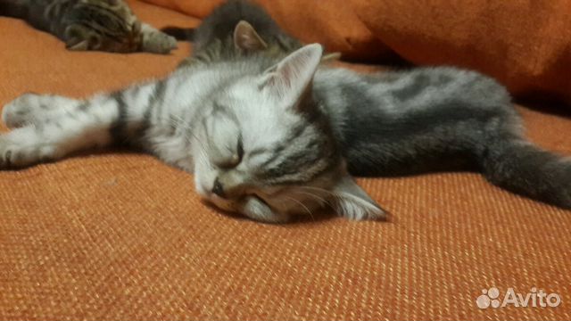 Артемида шотландская кошечка