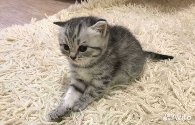 Британские котята