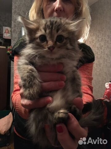 Замечательные котята