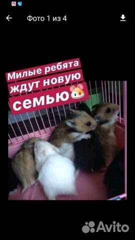 Хомячки