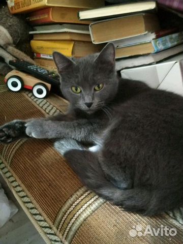 Кошка Маруся